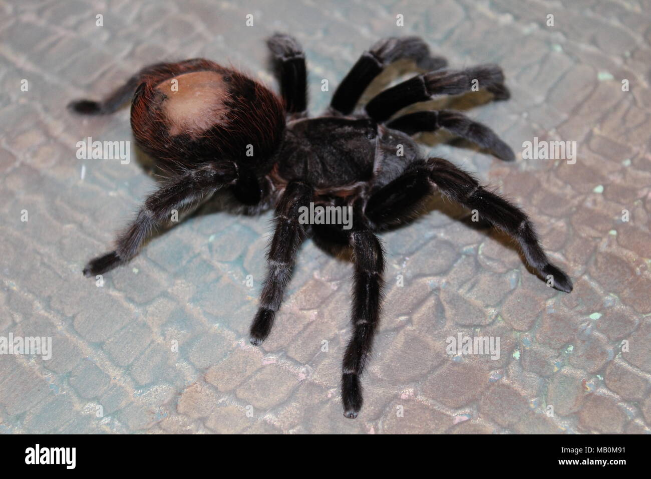 Black Velvet Tarantula High Resolution Stock Photography and Images - Alamy