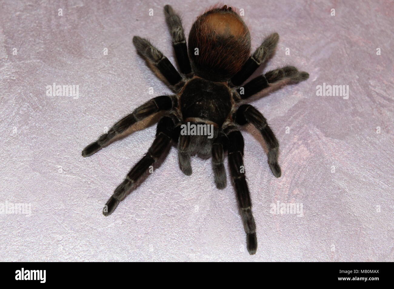 Black Velvet Tarantula High Resolution Stock Photography and Images - Alamy