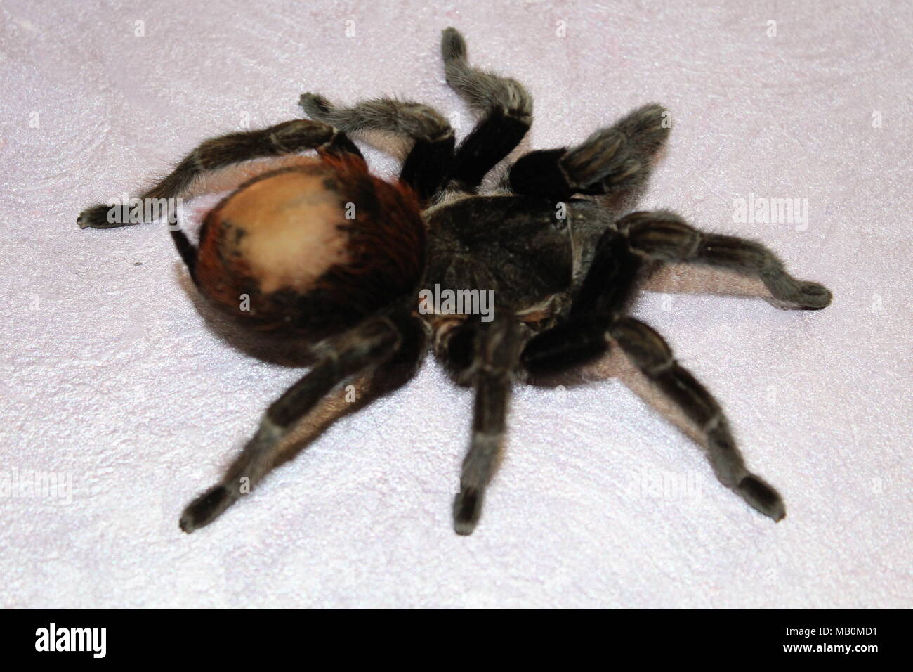 Red rump tarantula hi-res stock photography and images - Alamy