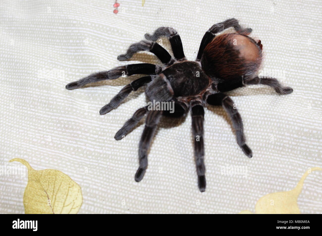 Black velvet tarantula hi-res stock photography and images - Alamy