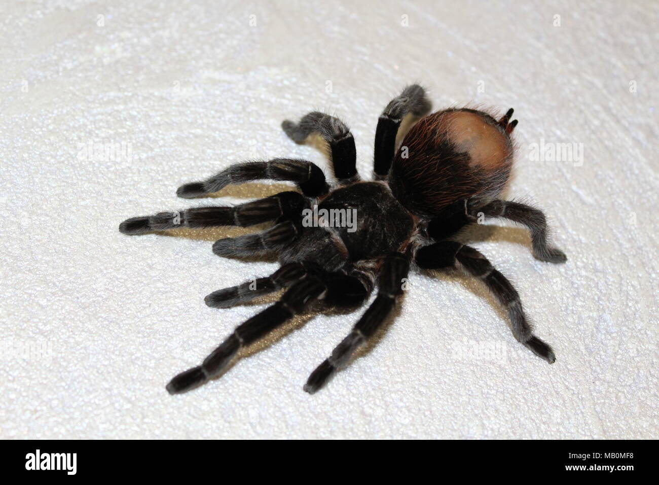 Curly hair tarantula hi-res stock photography and images - Alamy