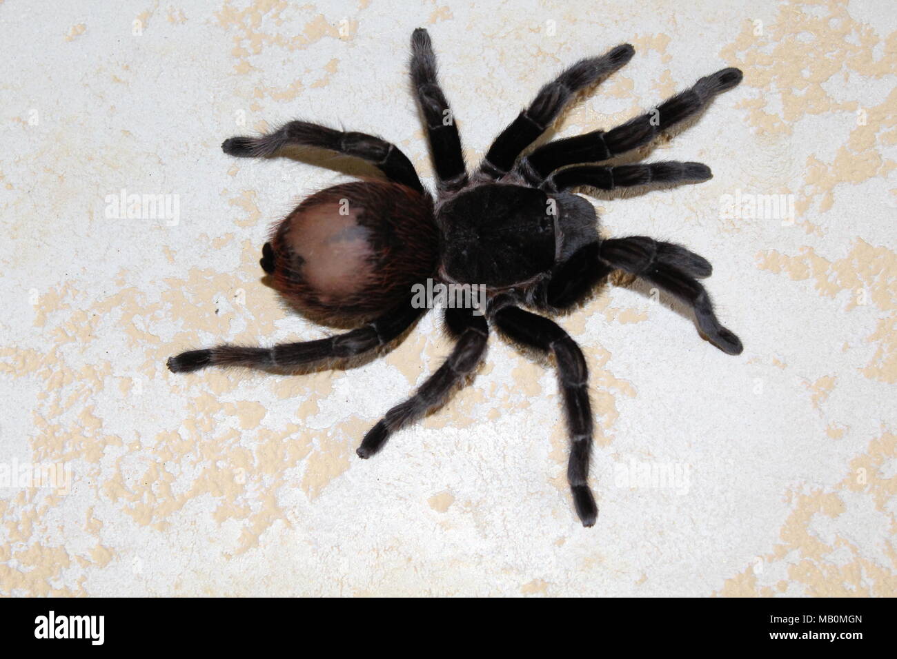 Black velvet tarantula hi-res stock photography and images - Alamy