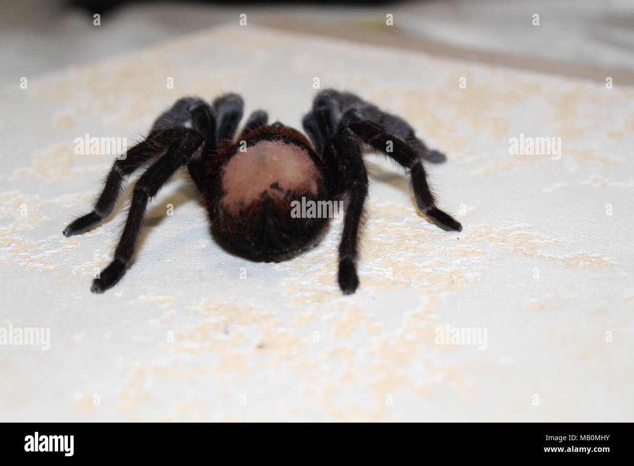 Black Velvet Tarantula High Resolution Stock Photography and Images - Alamy
