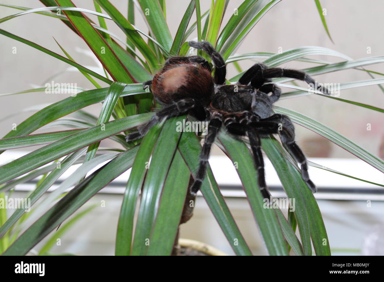 Curly hair tarantula hi-res stock photography and images - Alamy