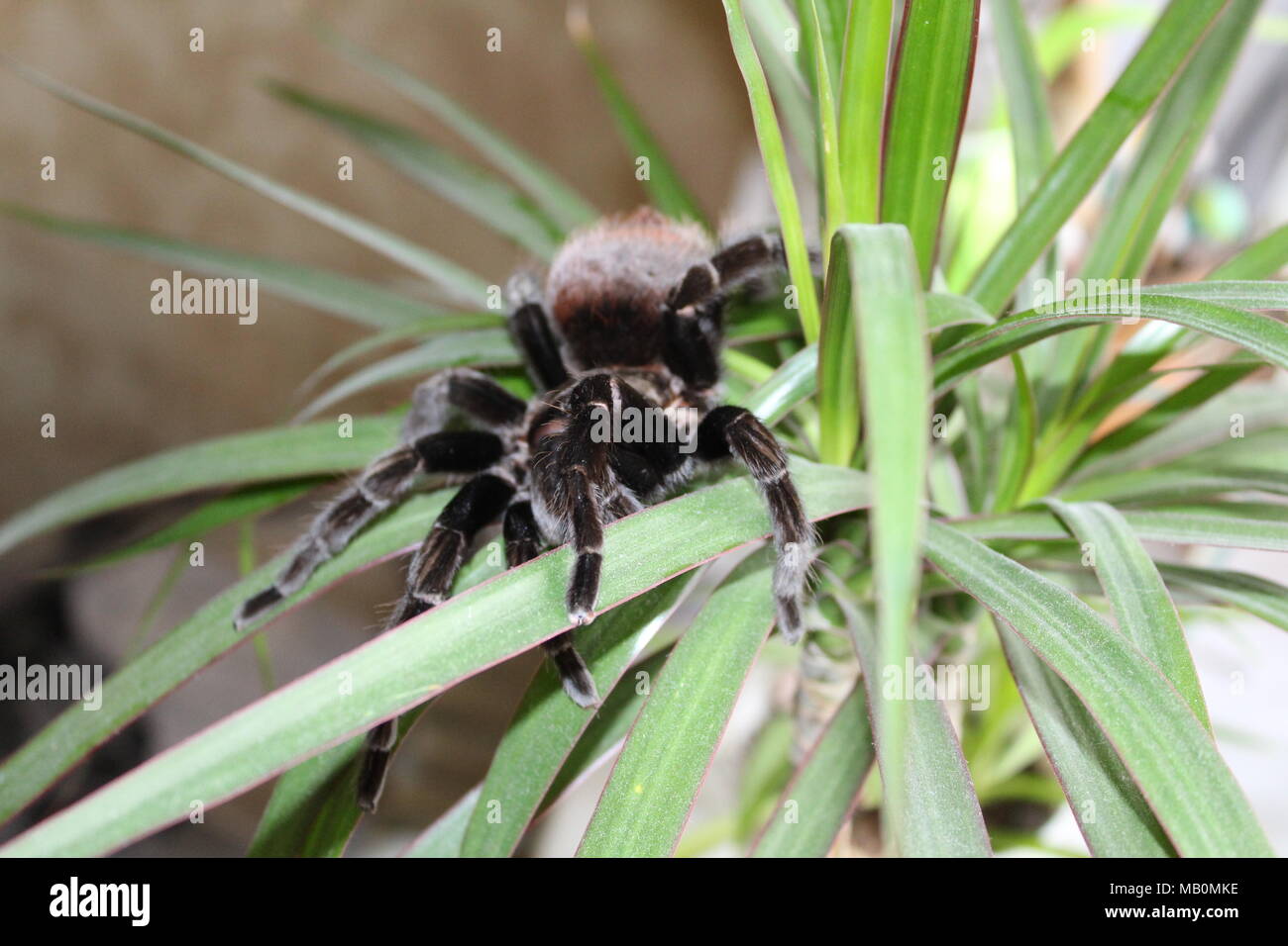 Black Velvet Tarantula High Resolution Stock Photography and Images - Alamy