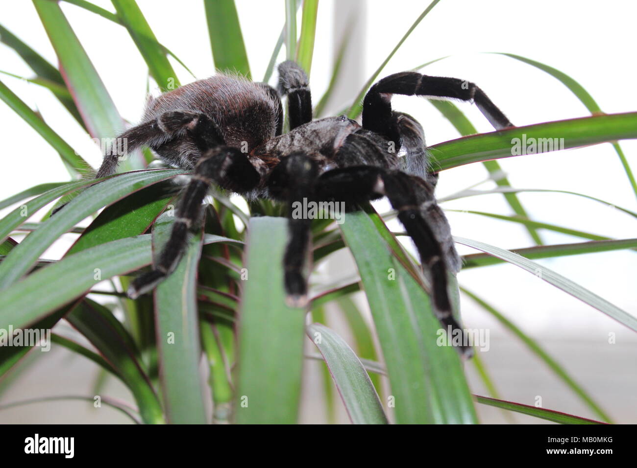 Black Velvet Tarantula High Resolution Stock Photography and Images - Alamy