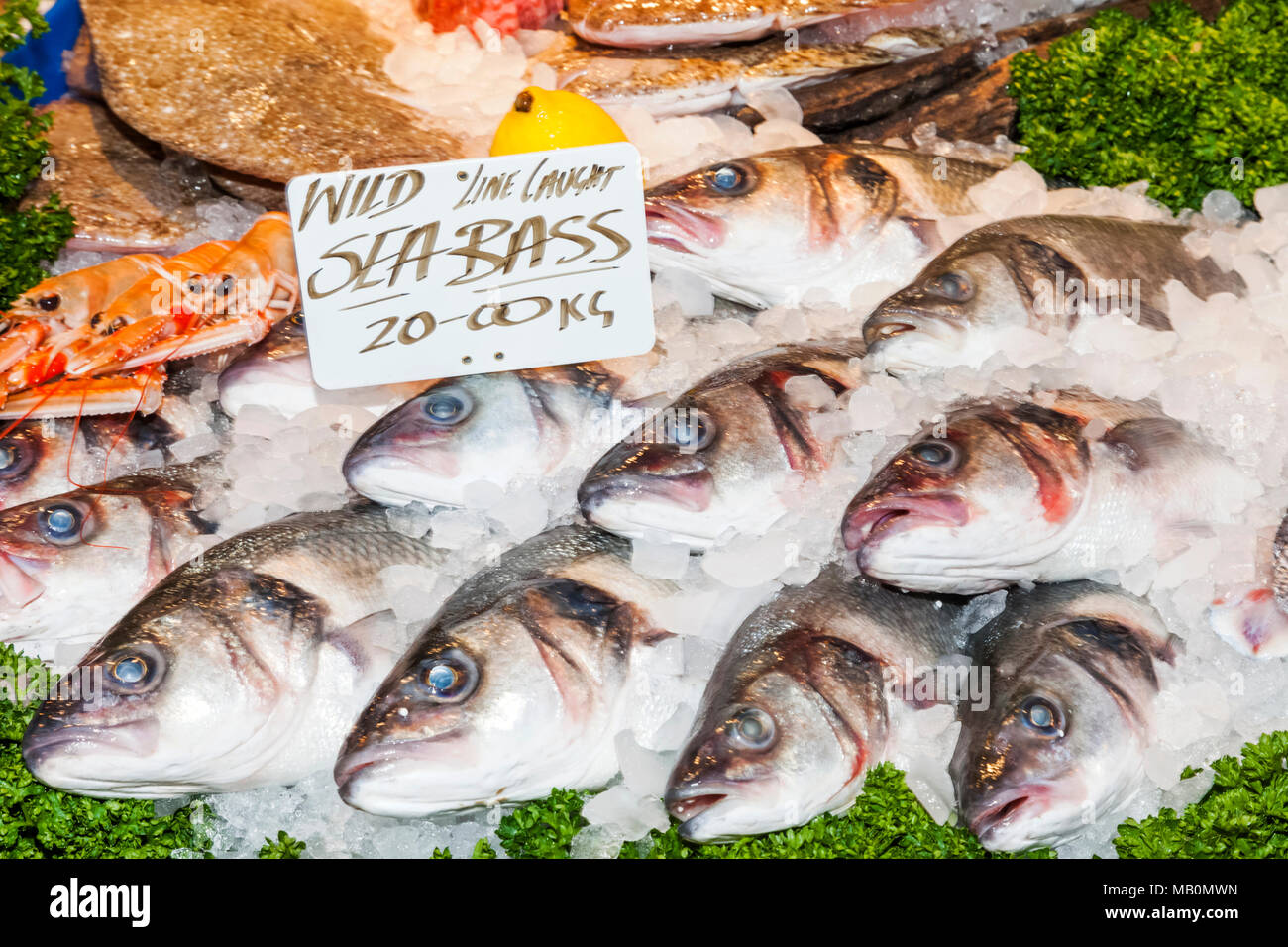 Seabass fish uk hi-res stock photography and images - Alamy