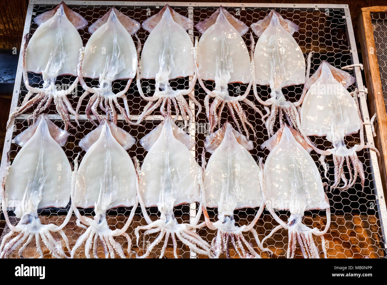 Japan, Hoshu, Shizuoka Prefecture, Atami, Cuttlefish Drying Stock Photo ...