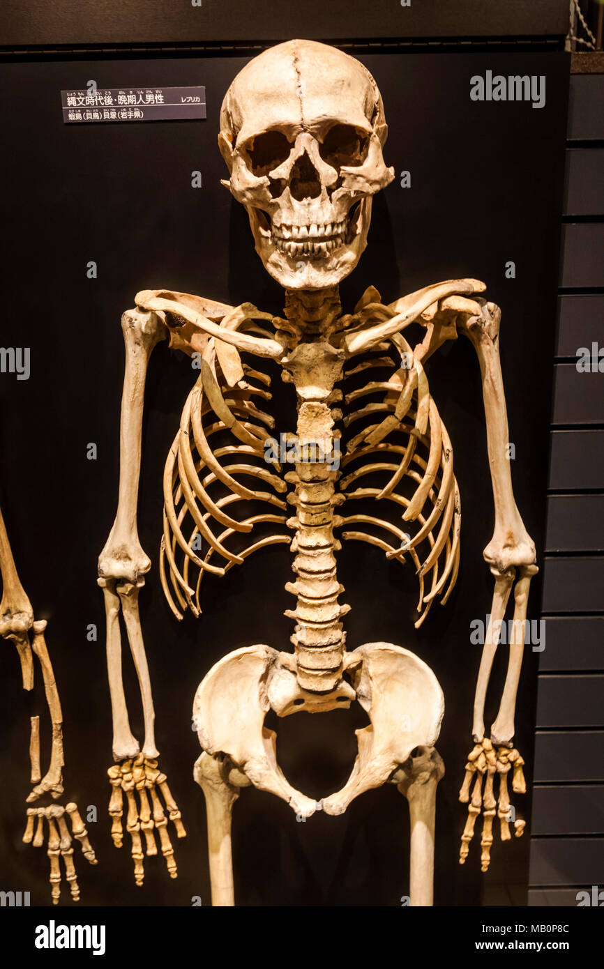 Japan, Honshu, Tokyo, Ueno Park, National Museum of Nature and Science ...