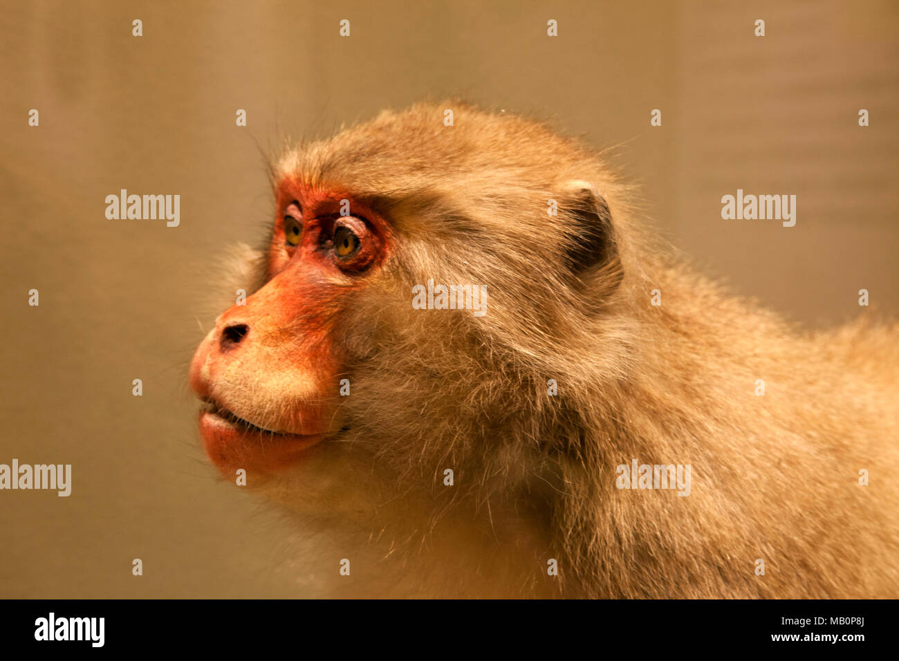 Japan, Honshu, Tokyo, Ueno Park, National Museum of Nature and Science ...