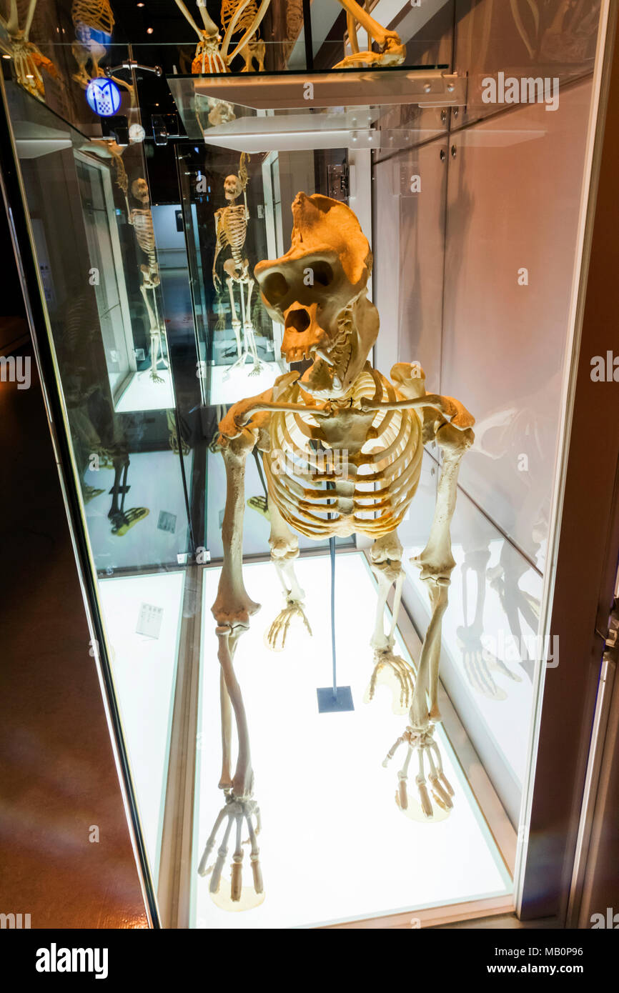 Gorilla skeleton hi-res stock photography and images - Alamy