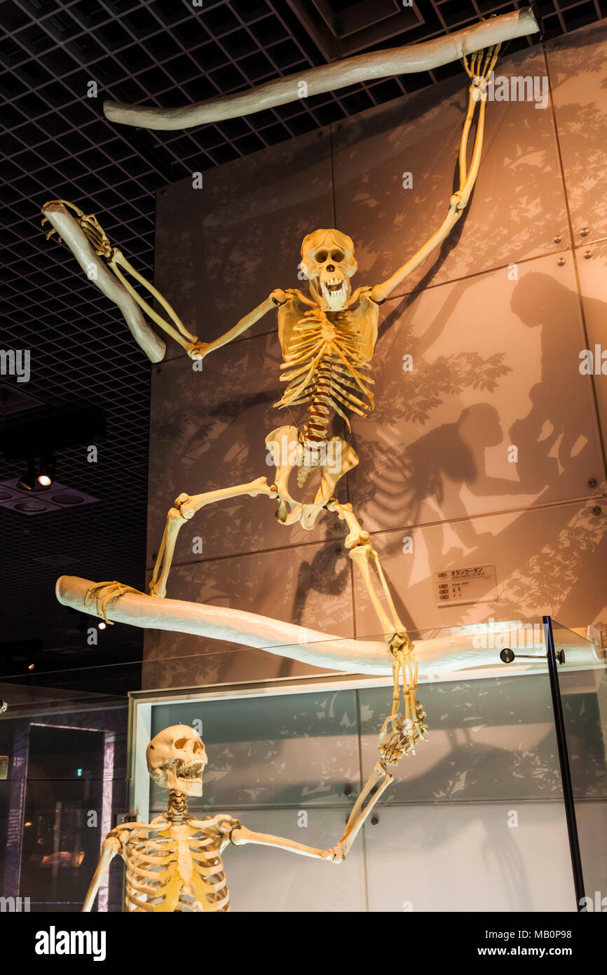 Prehistoric human skeleton hi-res stock photography and images - Alamy