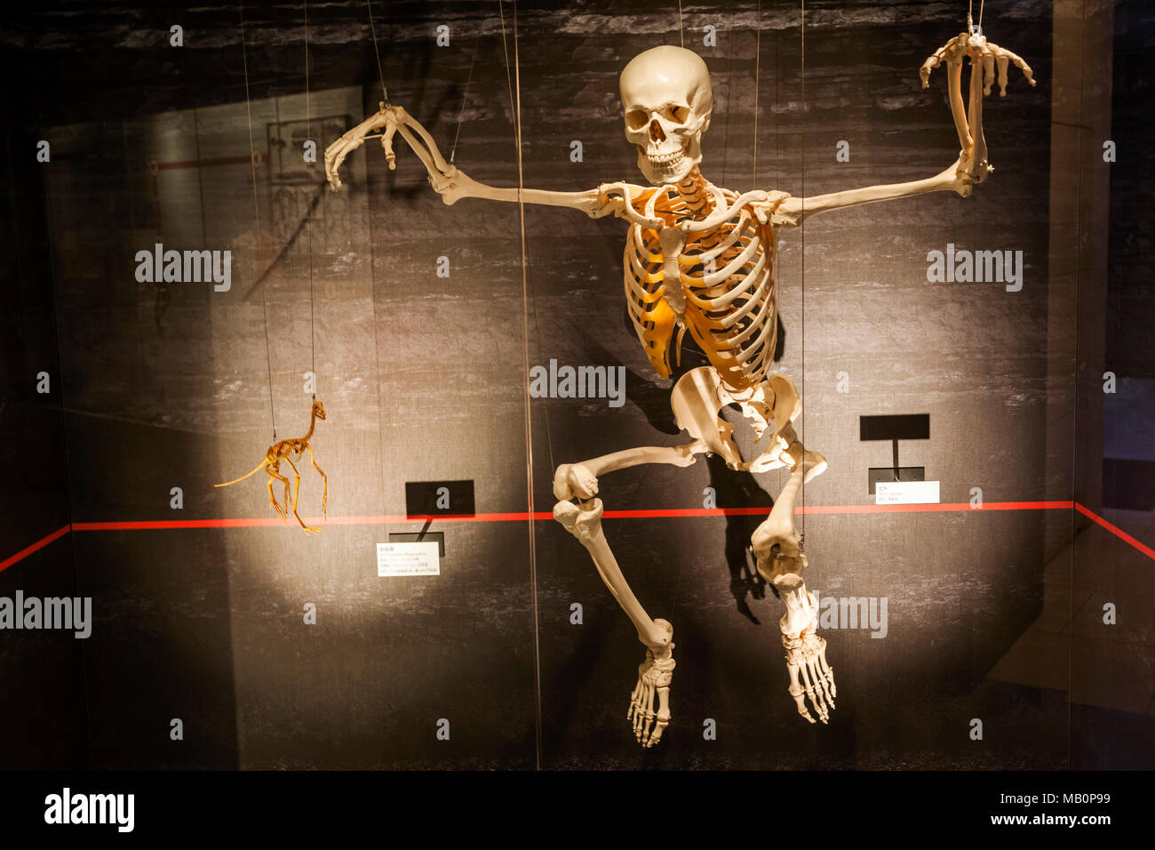 Human skeleton asia hi-res stock photography and images - Alamy