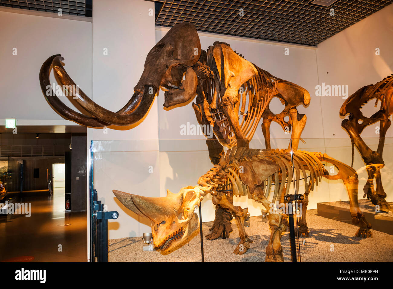 Japan, Honshu, Tokyo, Ueno Park, National Museum of Nature and Science ...