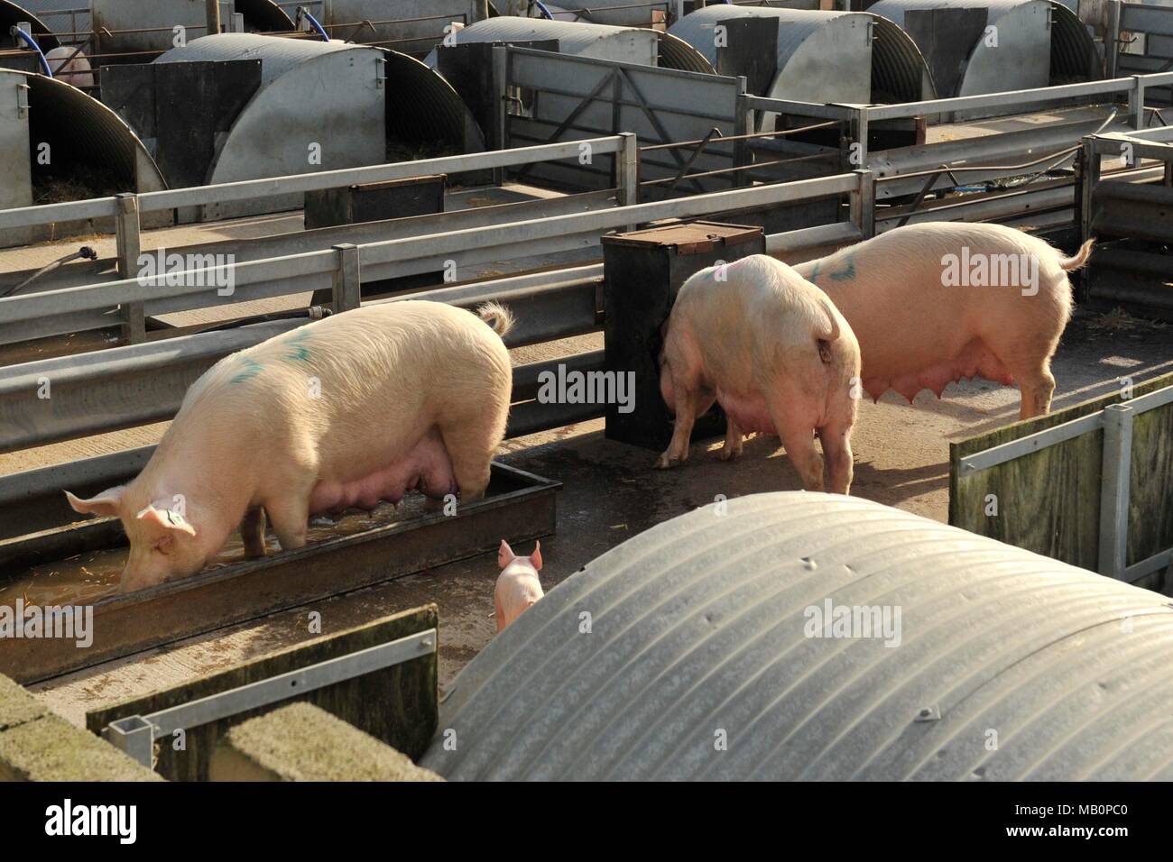 pigs in a commercial rearing unit Stock Photo - Alamy