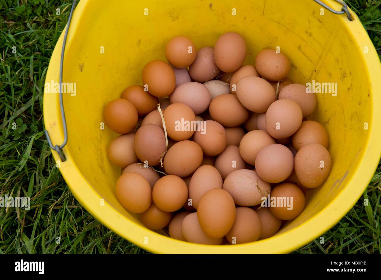 eggs in a bucket Stock Photo - Alamy