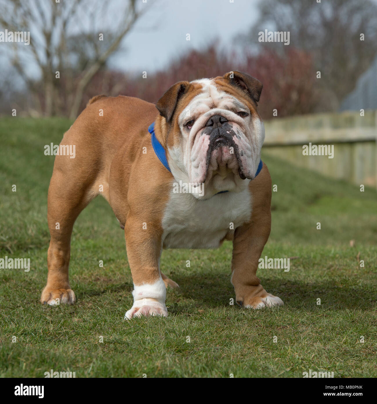 Bulldog British High Resolution Stock Photography and Images - Alamy
