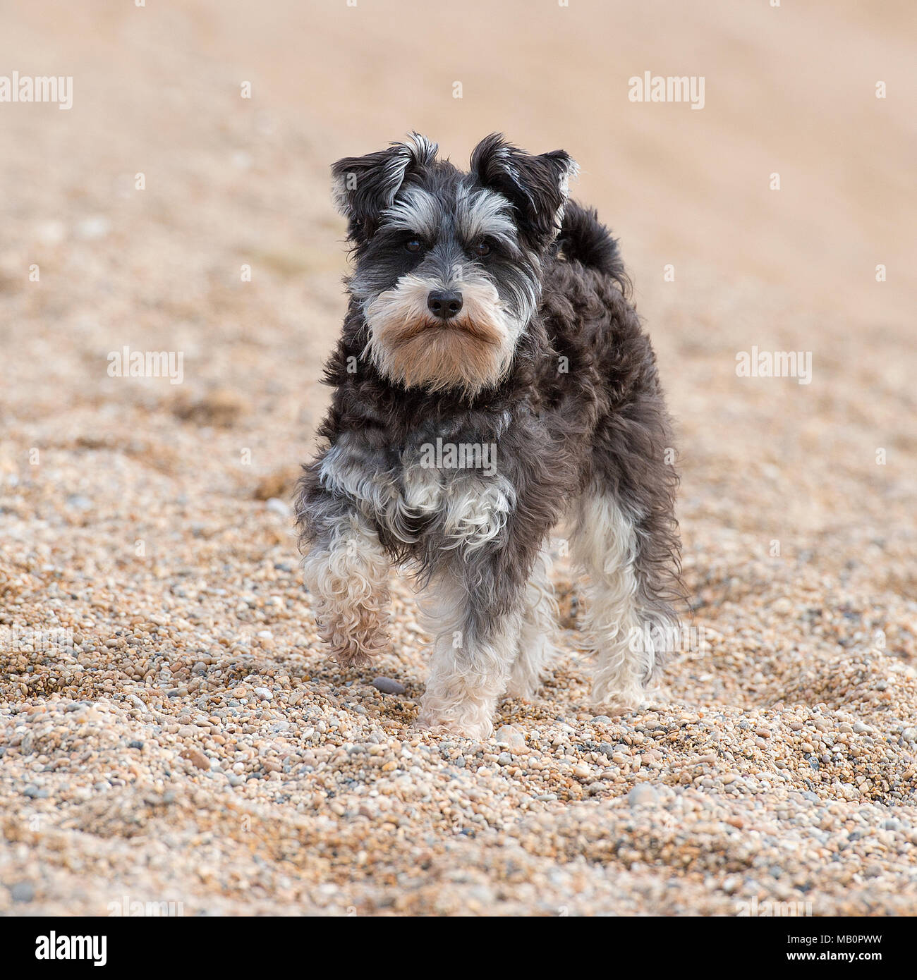 Undocked Tail Dog High Resolution Stock Photography and Images - Alamy