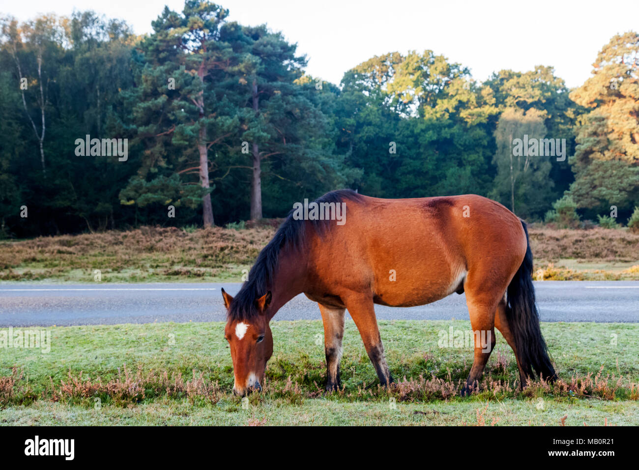 Ponies walking on road hi-res stock photography and images - Alamy