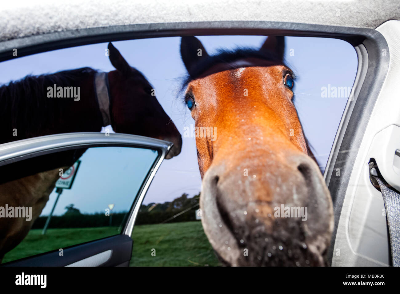 Funny horse car hi-res stock photography and images - Alamy