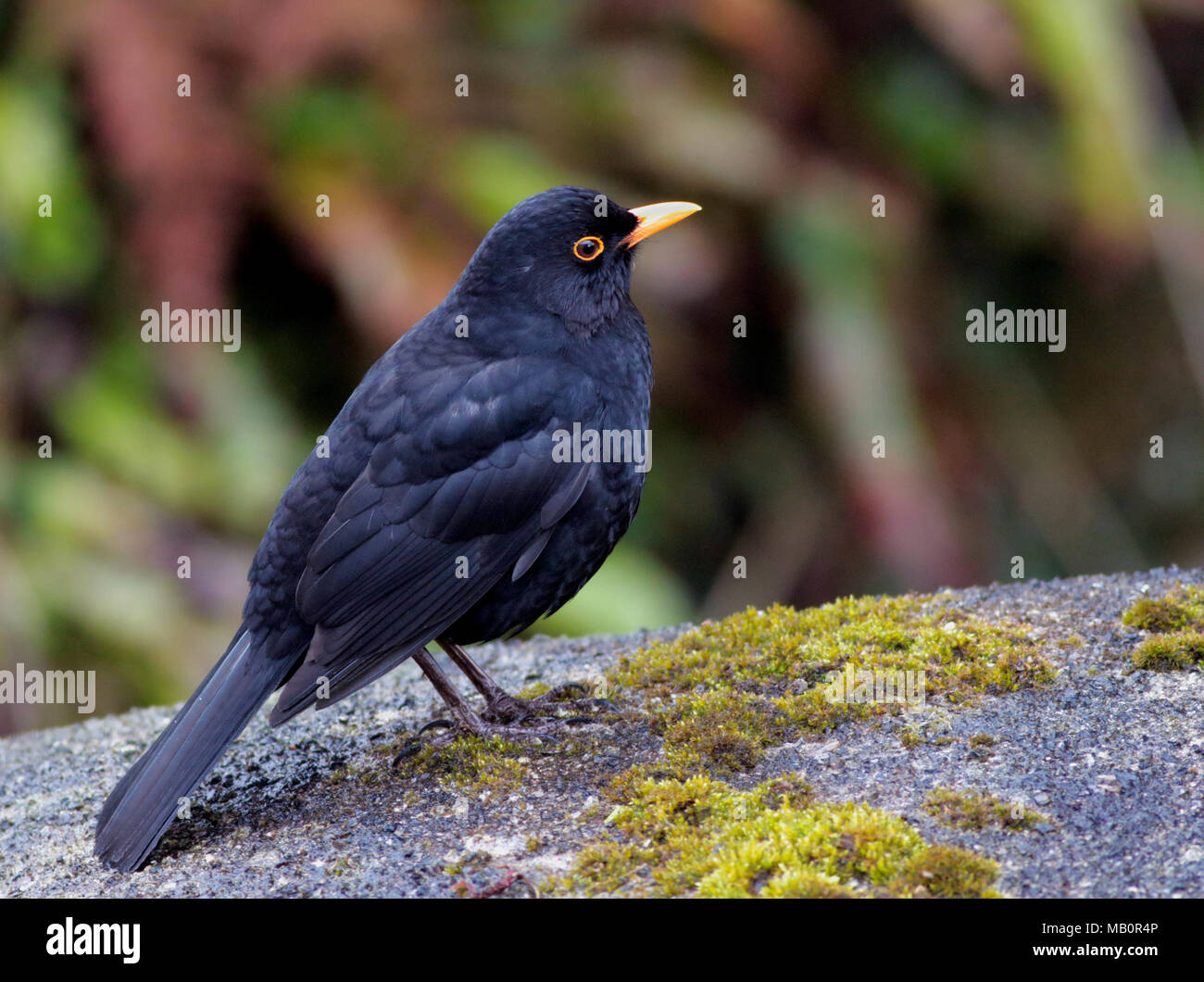 Male blackbird images hi-res stock photography and images - Alamy