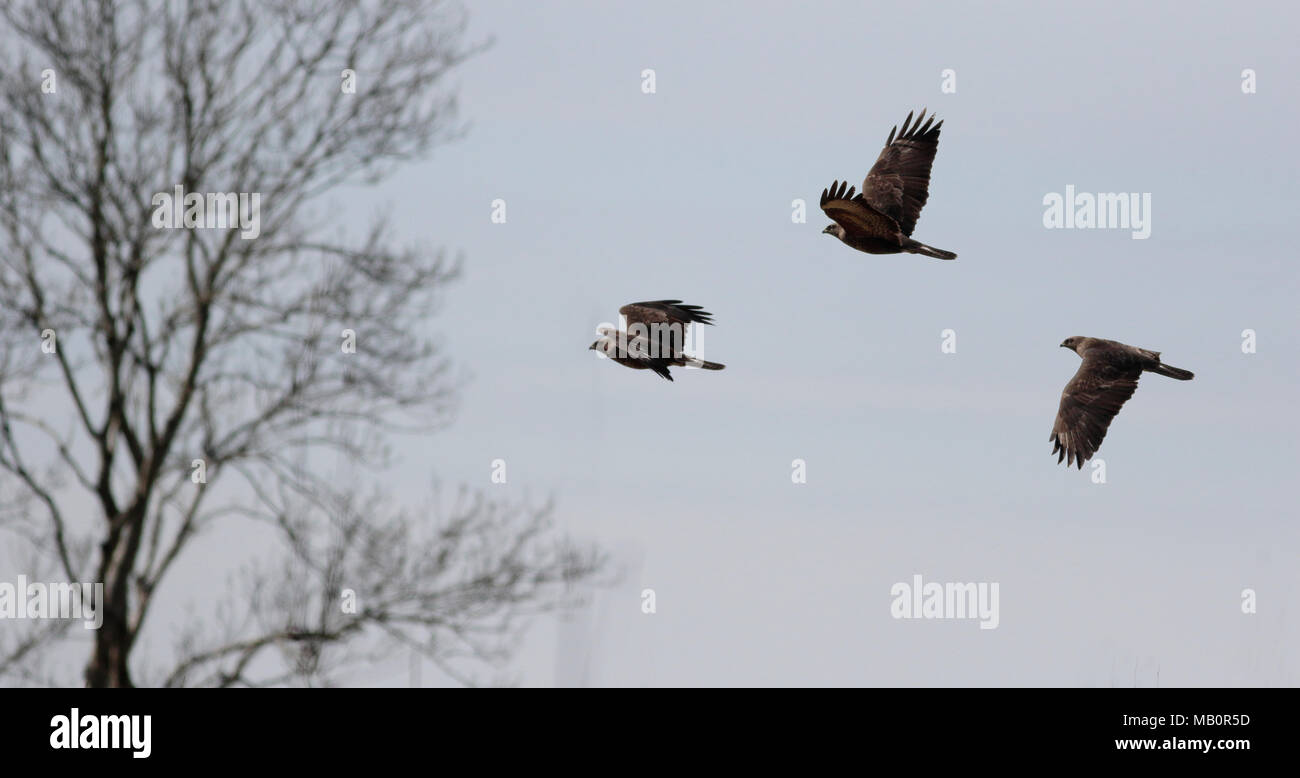 Buzzards uk hi-res stock photography and images - Alamy