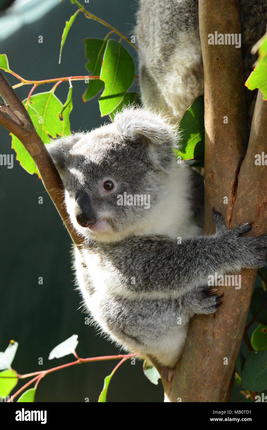 Koala joey. Wildlife Sydney zoo. Sydney. New South Wales. Australia ...