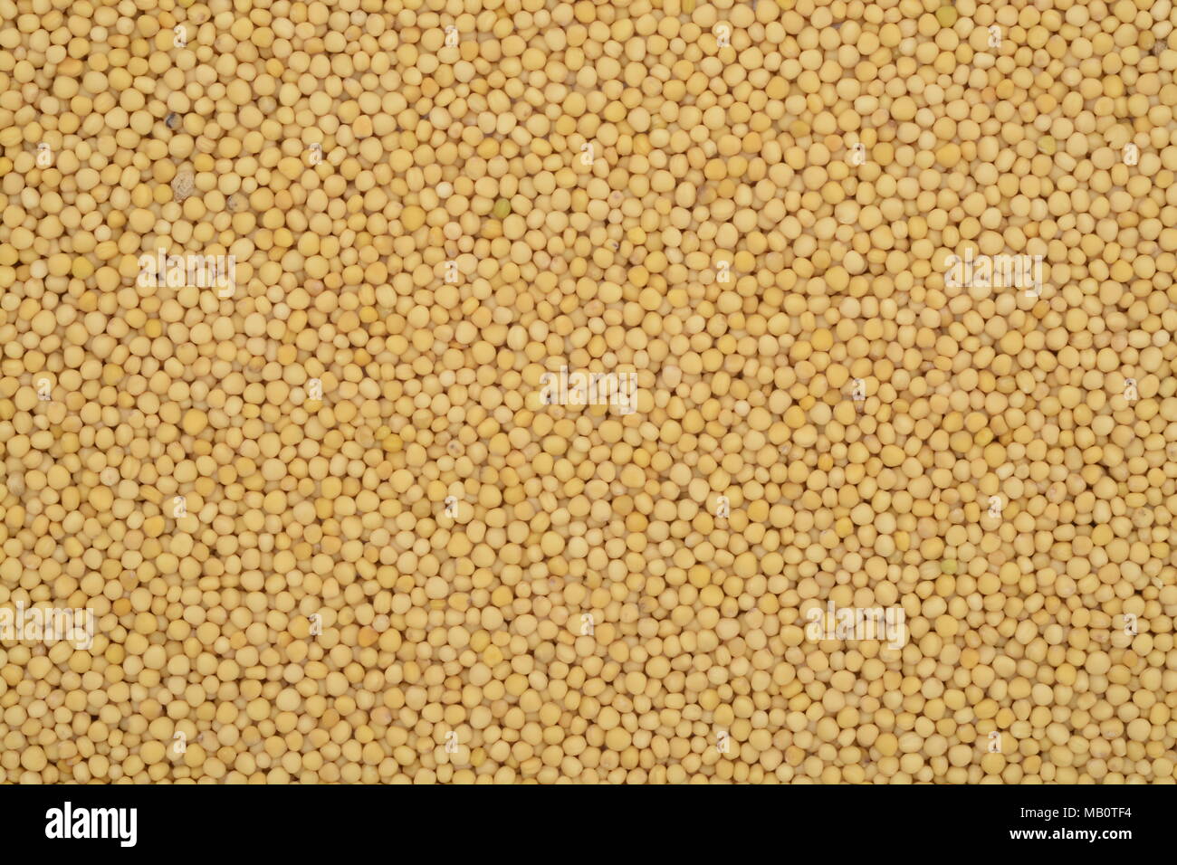 Yellow mustard in grain, full image composition Stock Photo - Alamy