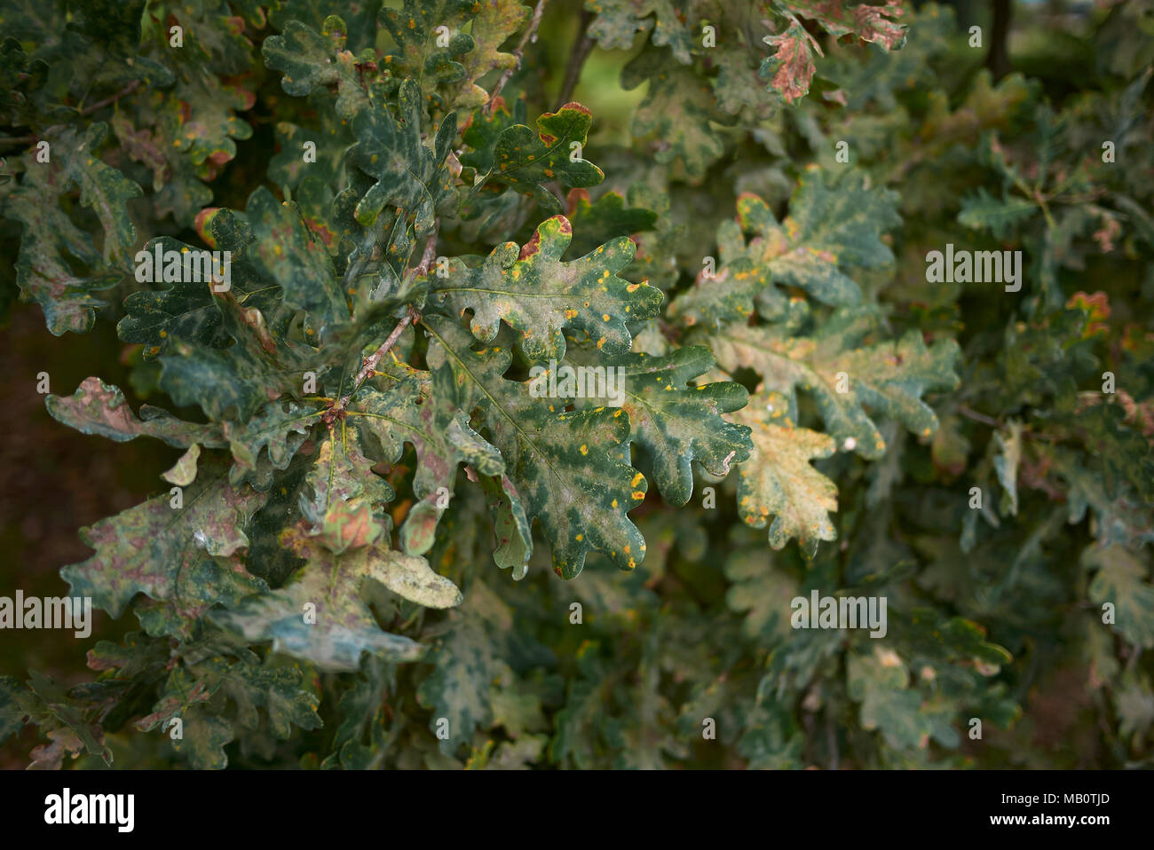 Earth desease hi-res stock photography and images - Alamy Earth desease hi-res stock photography and images - Alamy