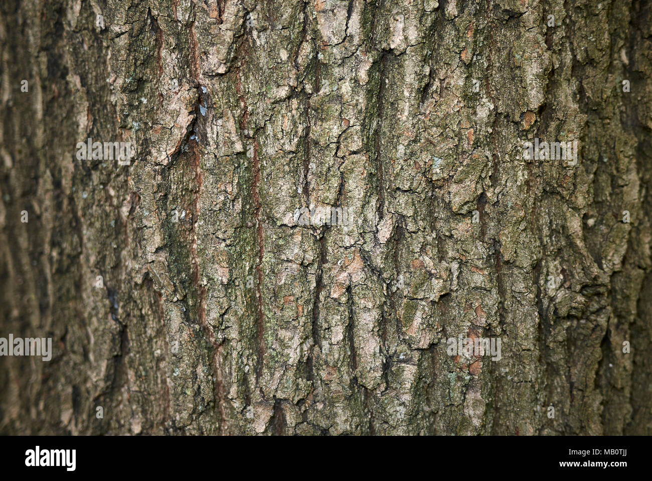 Timber wood close up hi-res stock photography and images - Alamy