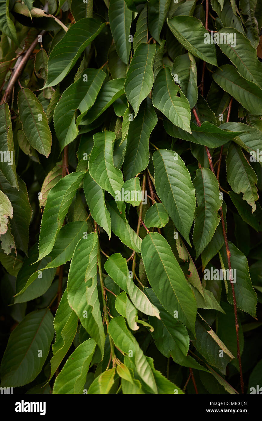 Higan tree prunus subhirtella hi-res stock photography and images - Alamy