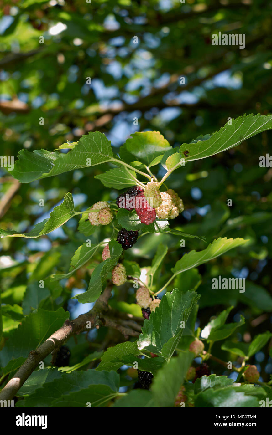 Morus alba fruits Stock Photo - Alamy