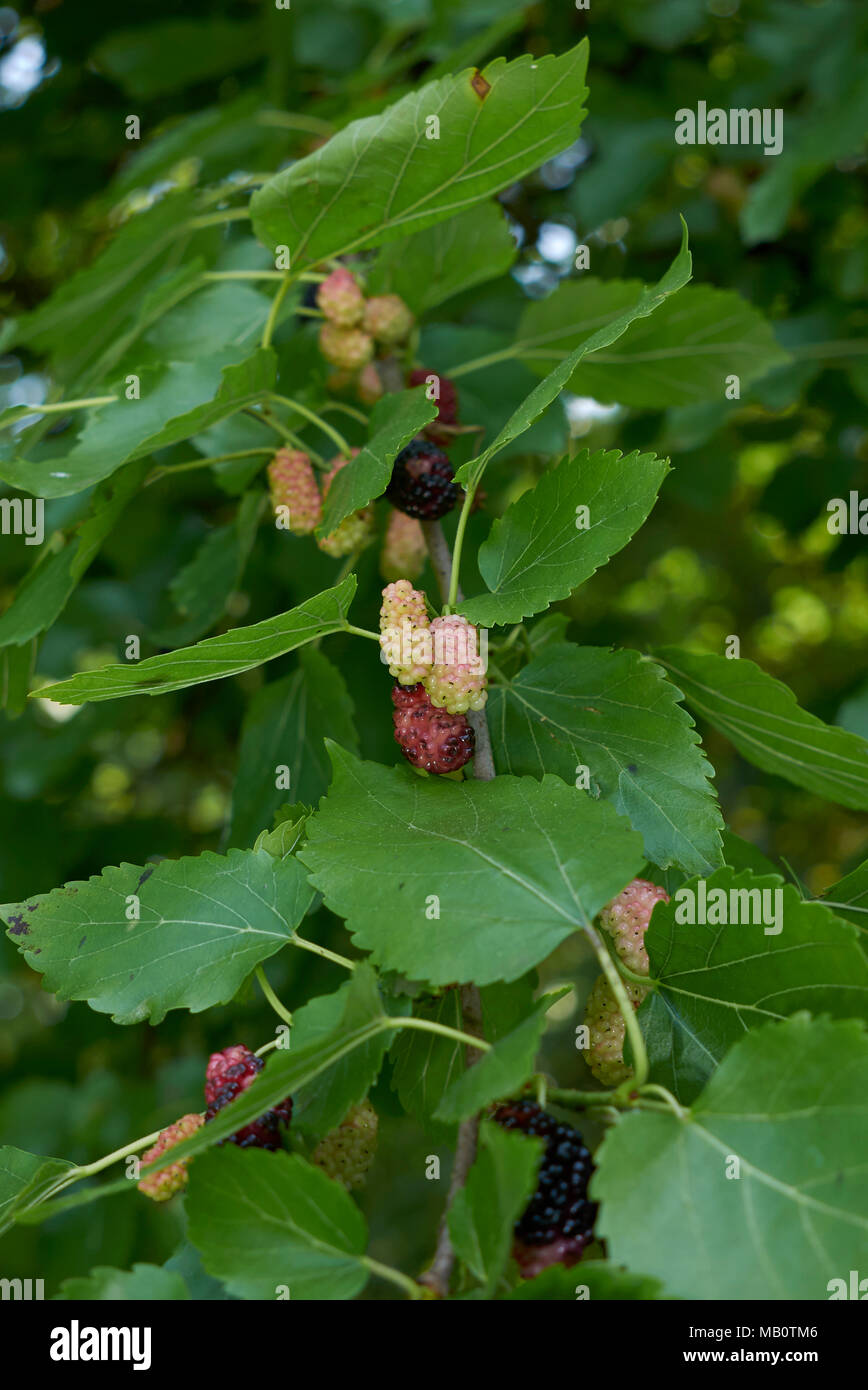 Morus alba fruits Stock Photo - Alamy