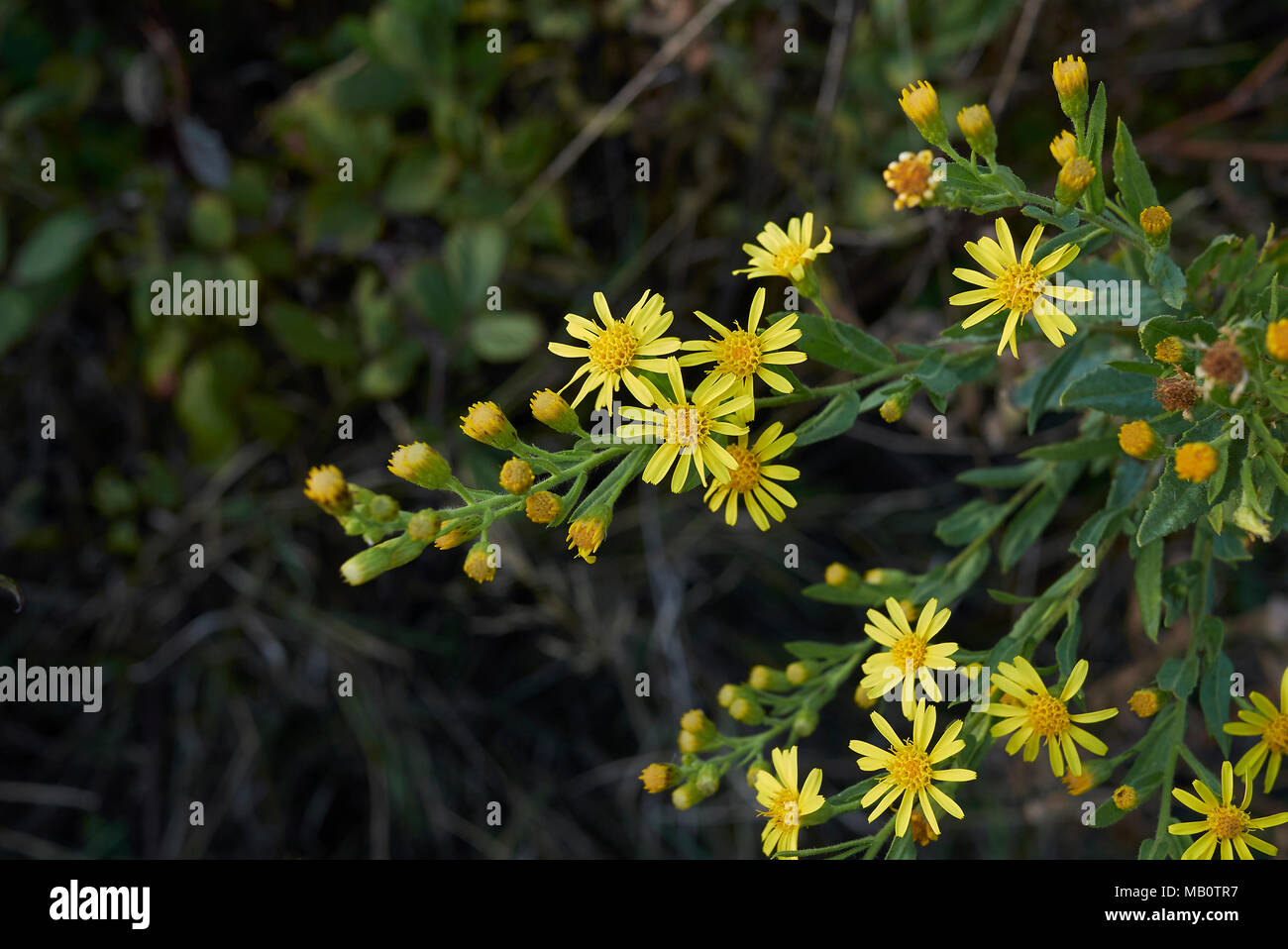 Sticky fleabane dittrichia viscosa hi-res stock photography and images ...