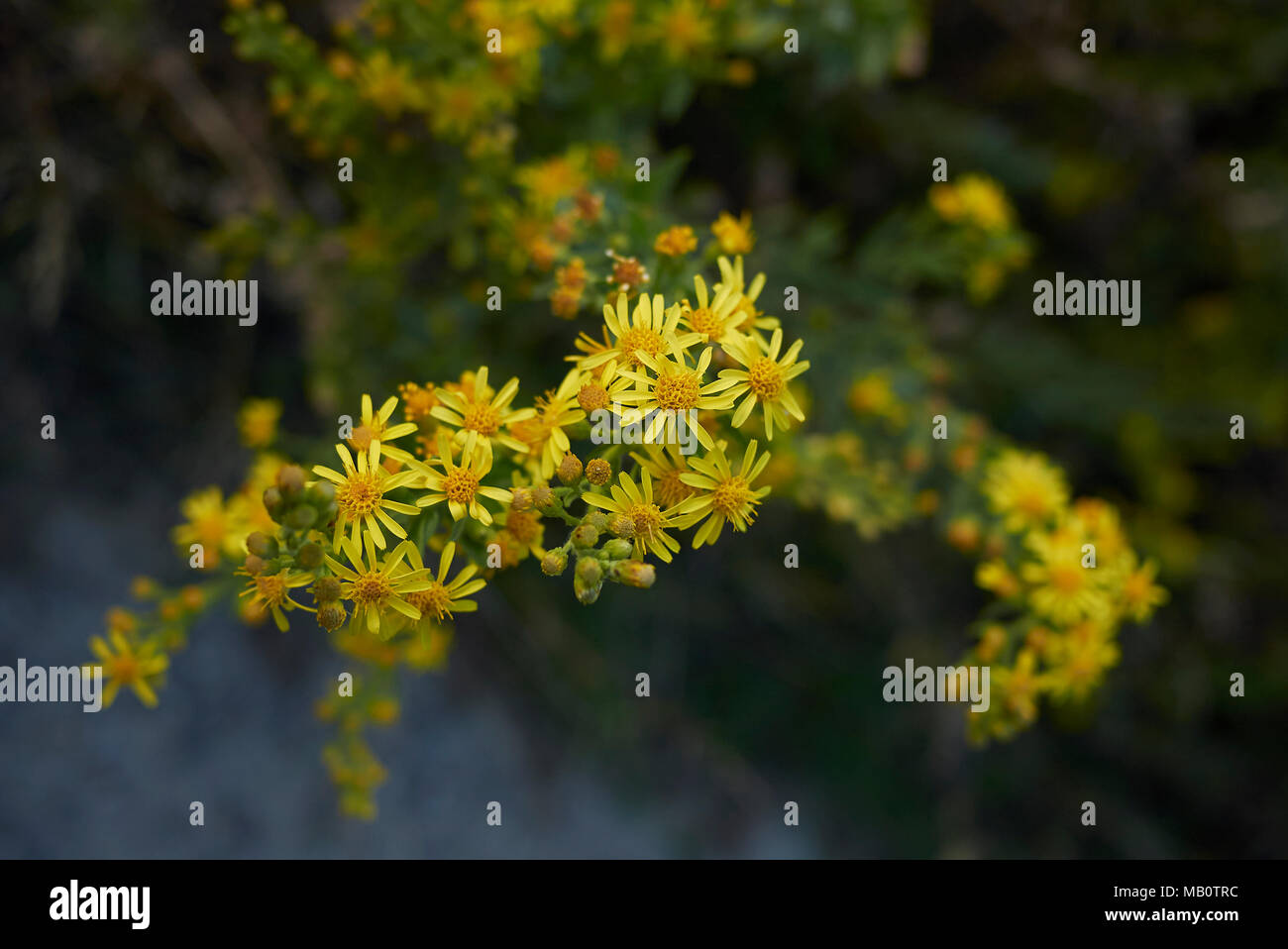 Sticky fleabane dittrichia viscosa hi-res stock photography and images ...
