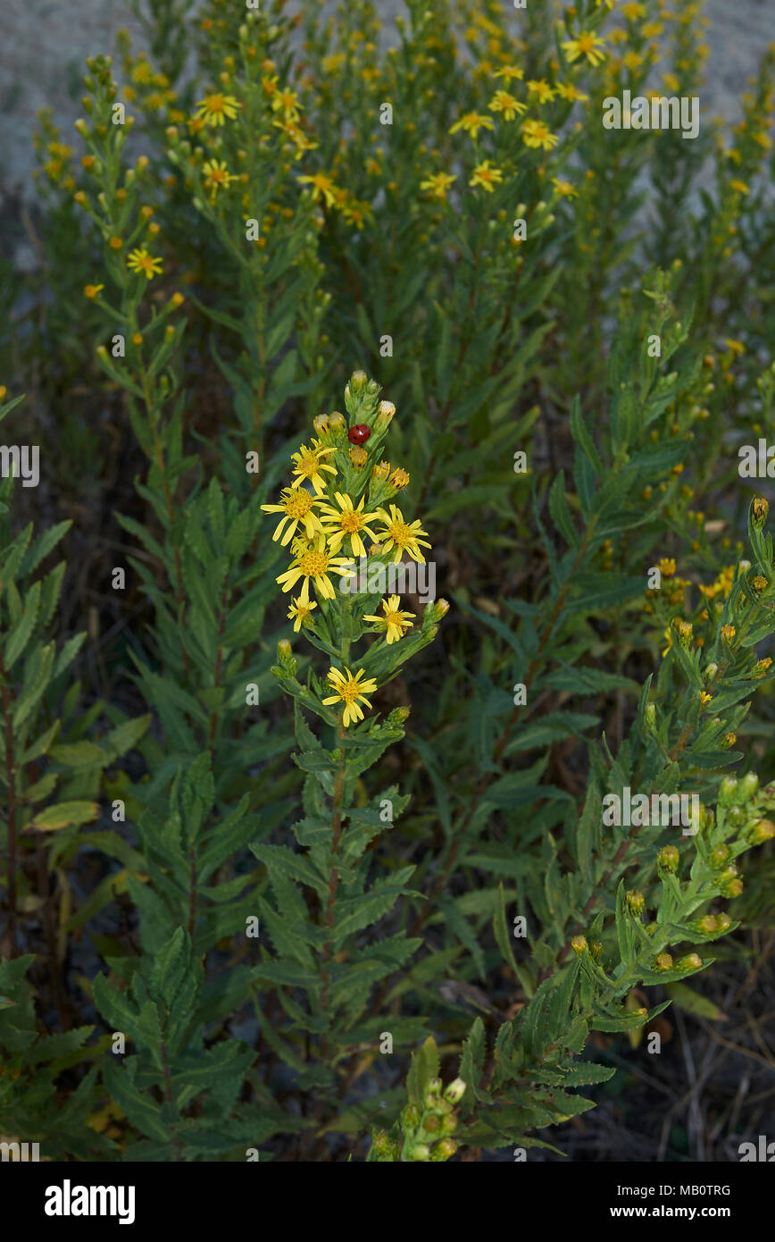 Sticky fleabane dittrichia viscosa hi-res stock photography and images ...