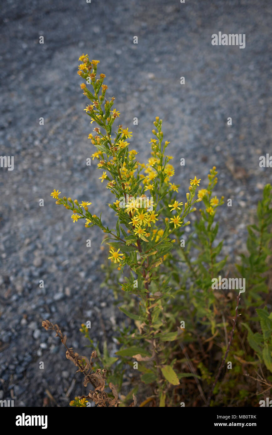 Sticky fleabane dittrichia viscosa hi-res stock photography and images ...