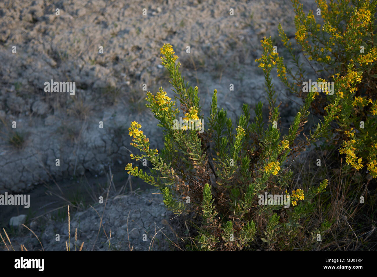 Sticky fleabane dittrichia viscosa hi-res stock photography and images ...
