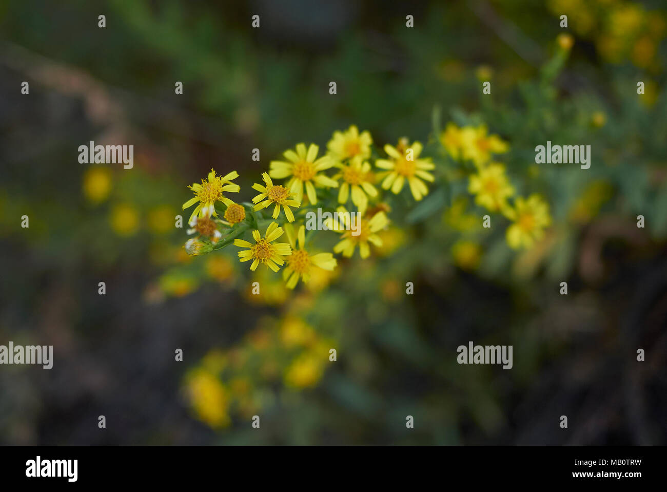 Sticky fleabane dittrichia viscosa hi-res stock photography and images ...