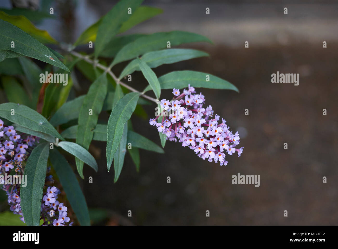 Buddleja violet inflorescence Stock Photo - Alamy