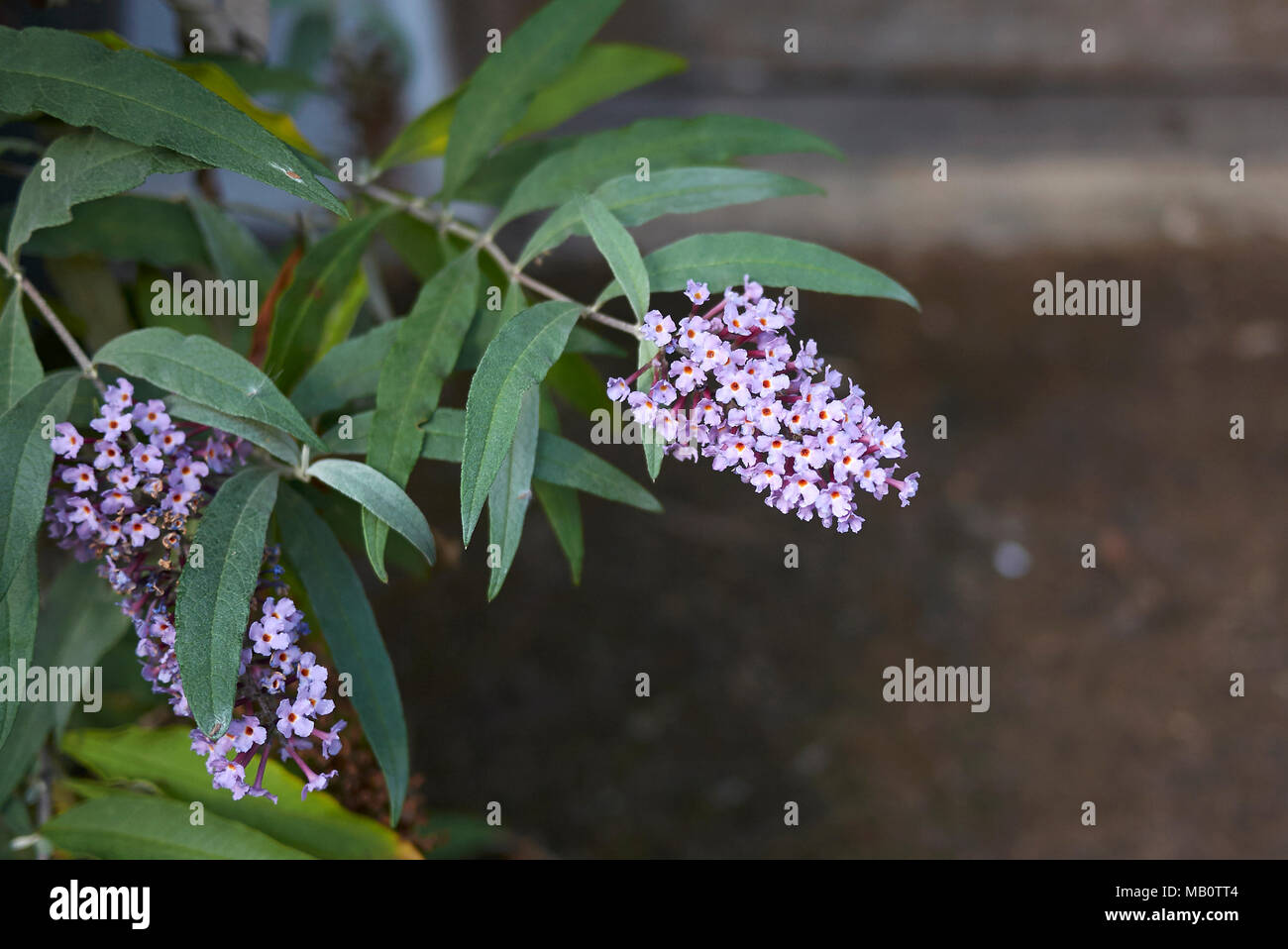 Buddleja violet inflorescence Stock Photo - Alamy