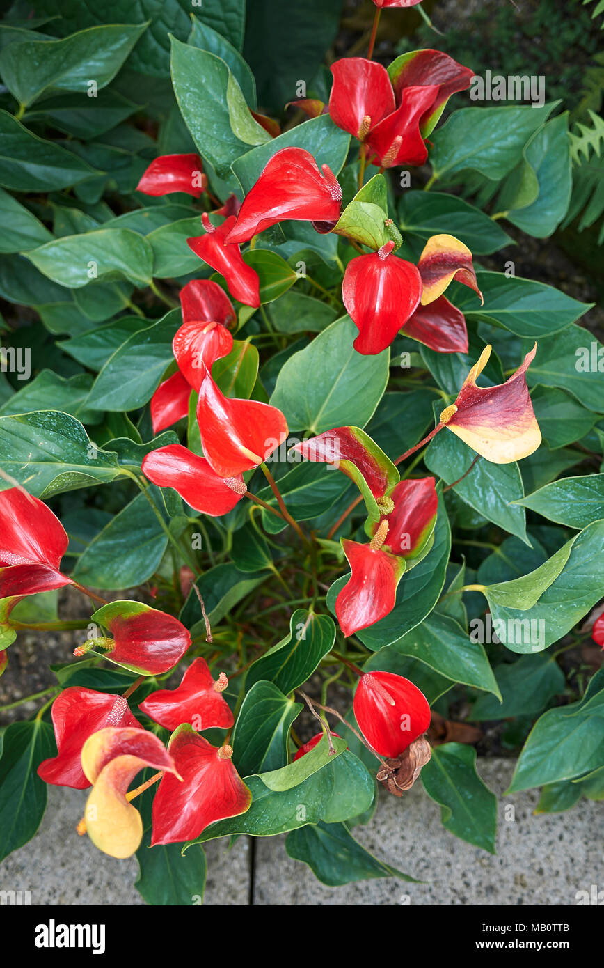 Anthurium greenhouse hi-res stock photography and images - Alamy