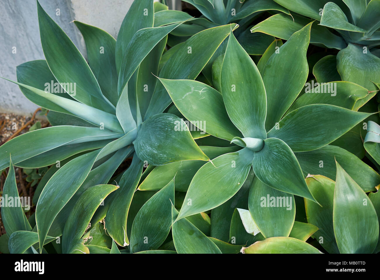 Lush agave hi-res stock photography and images - Alamy