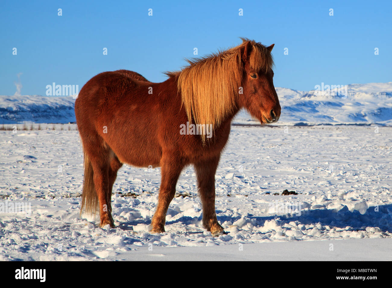 Europe, Island, Iceland horses, horses, snow, mammals, animals, volcano ...