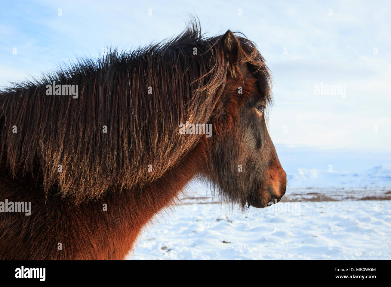 Europe, Island, Iceland horses, horses, snow, mammals, animals, volcano ...