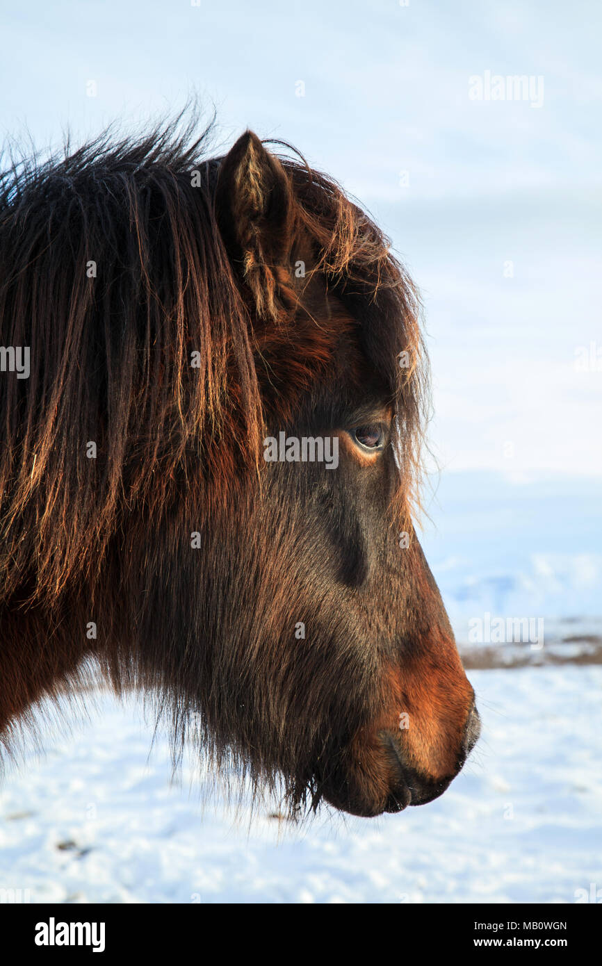Europe, Island, Iceland horses, horses, snow, mammals, animals, volcano ...
