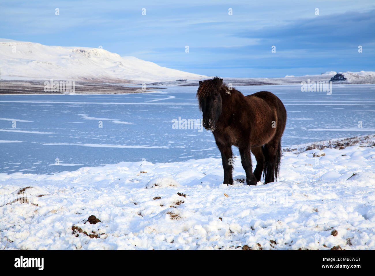 Mountains, Europe, Island, Iceland horses, sceneries, sea, horses, snow ...