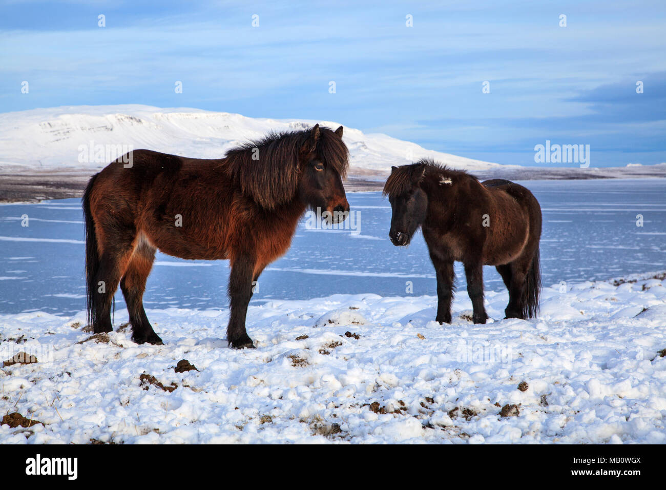 Mountains, Europe, Island, Iceland horses, sceneries, sea, horses, snow ...