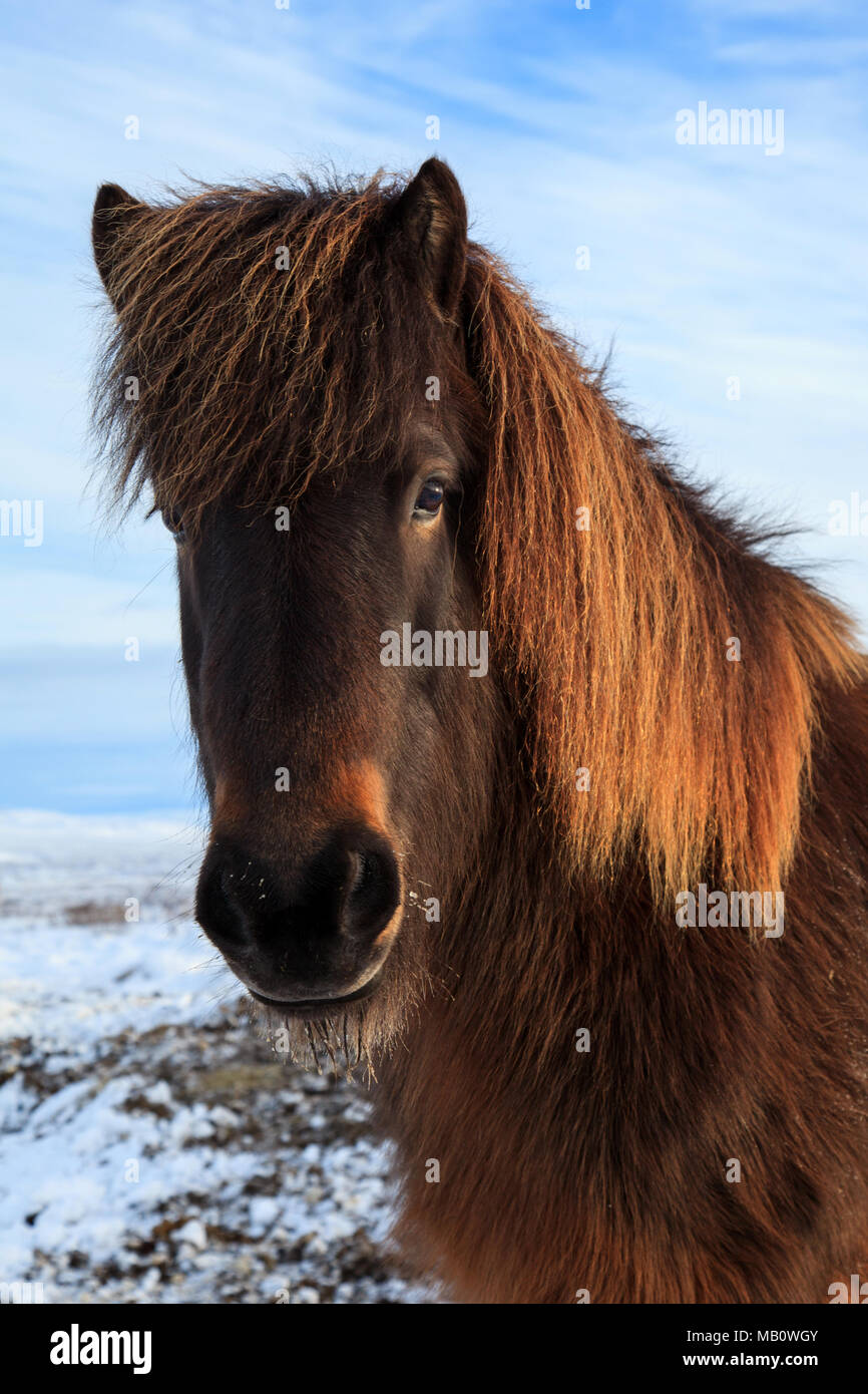 Europe, Island, Iceland horses, horses, snow, mammals, animals, volcano ...