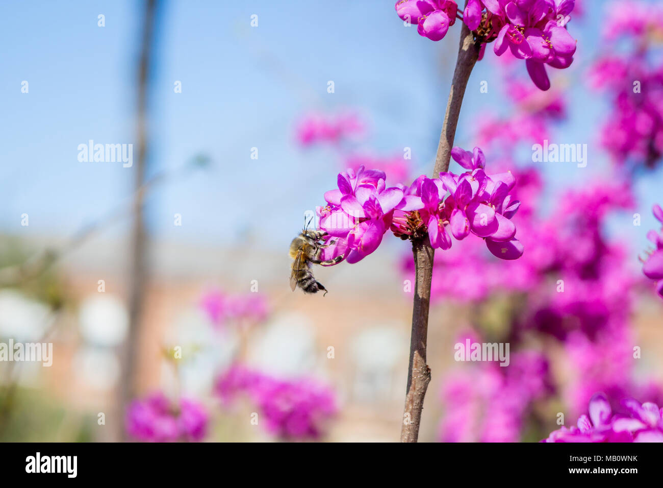 Bee on the Blooming tree with pink flowers in spring Stock Photo - Alamy